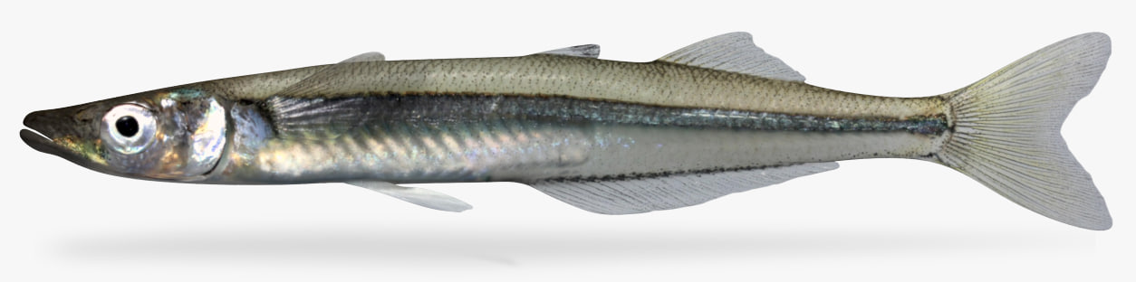 Labidesthes sicculus brook silverside 3D | 1145739 | TurboSquid