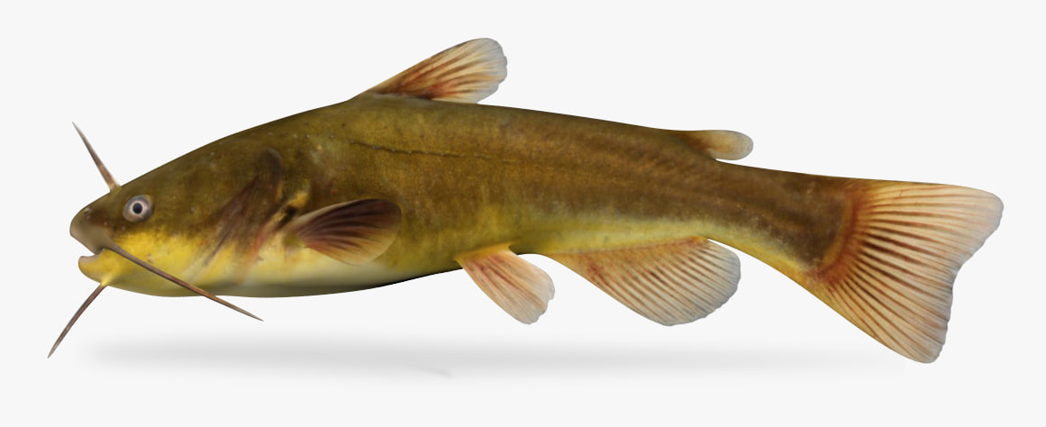 3D ameiurus melas black bullhead | 1145936 | TurboSquid
