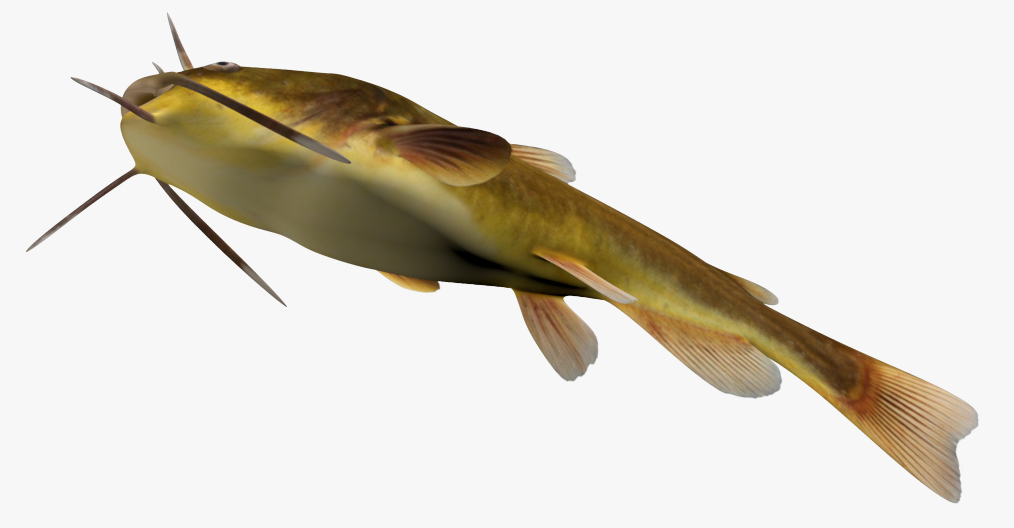 3D ameiurus melas black bullhead | 1145936 | TurboSquid