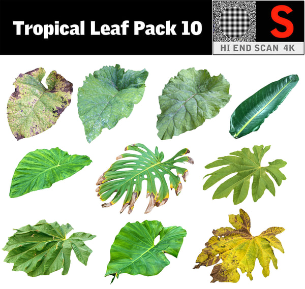 Free 3D Leaf Models | TurboSquid