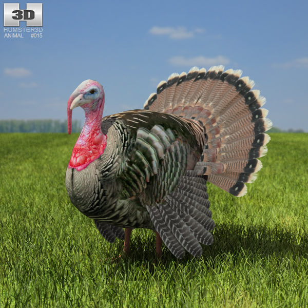 3d rigged turkey