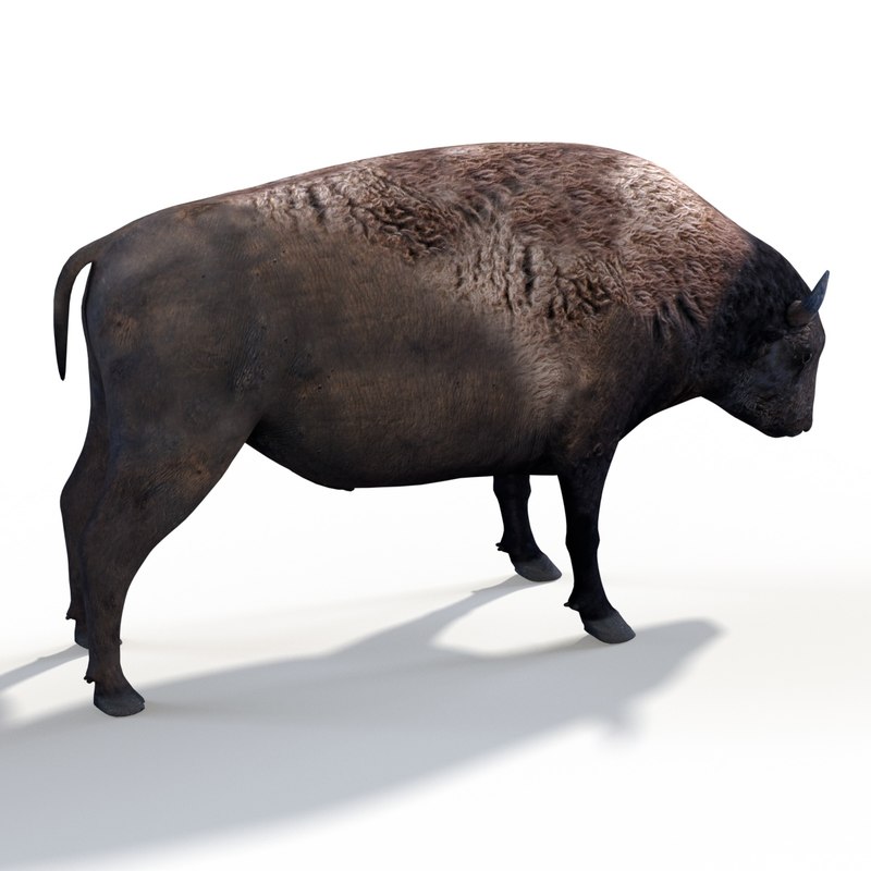 American buffalo animation model | 1147781 | TurboSquid