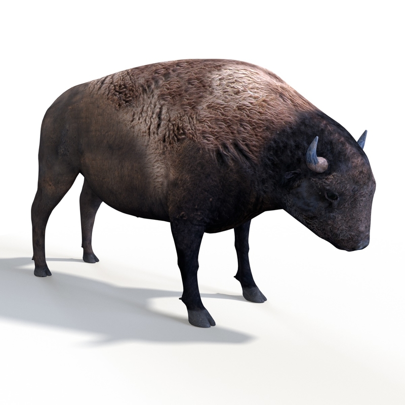 American buffalo animation model | 1147781 | TurboSquid