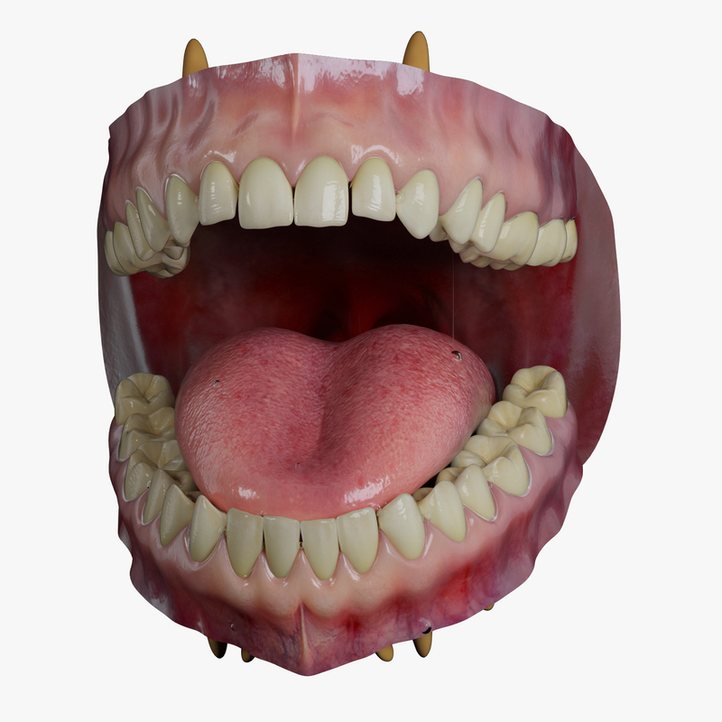 Mouth realistic human model | 1148113 | TurboSquid