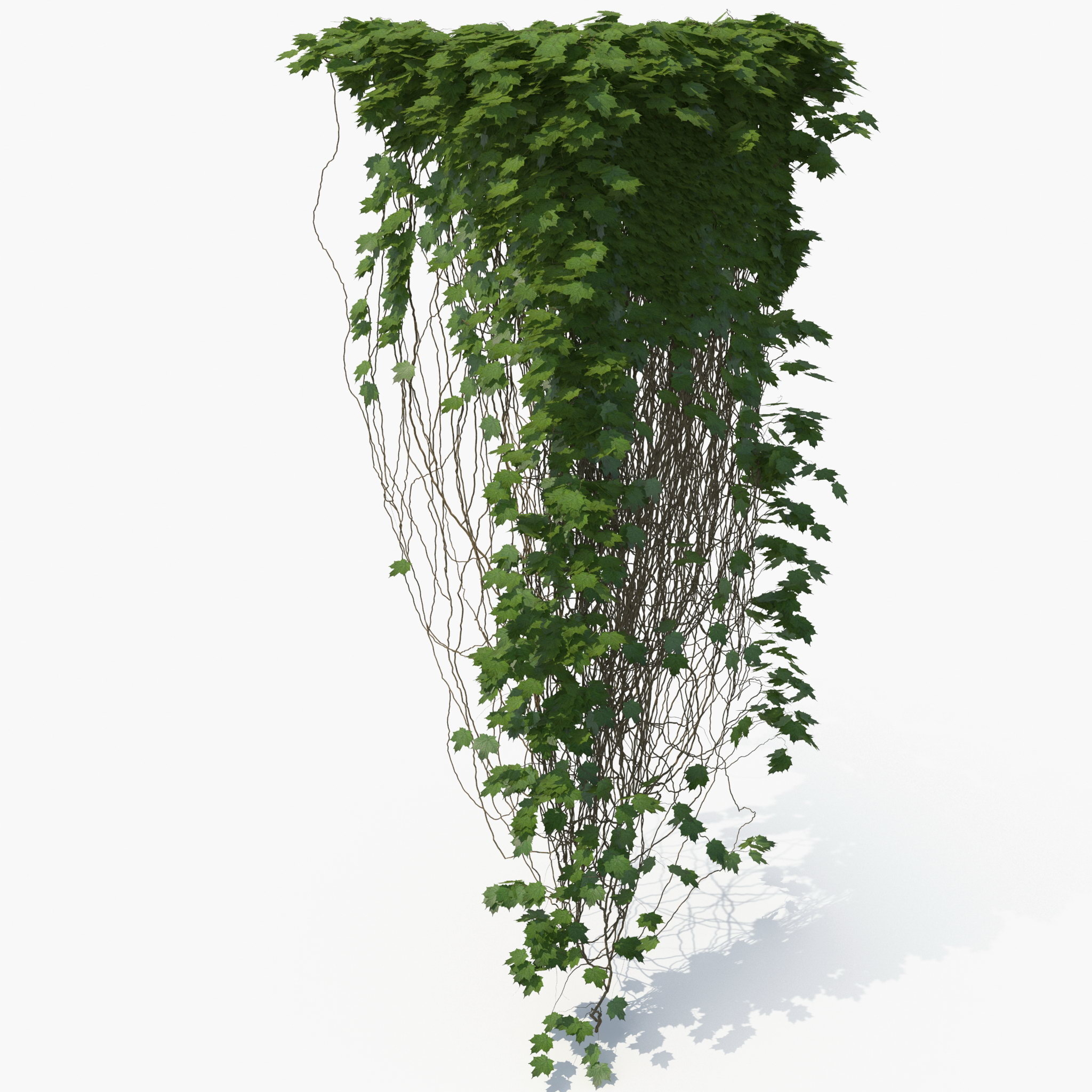 3D realistic ivy model | 1148270 | TurboSquid