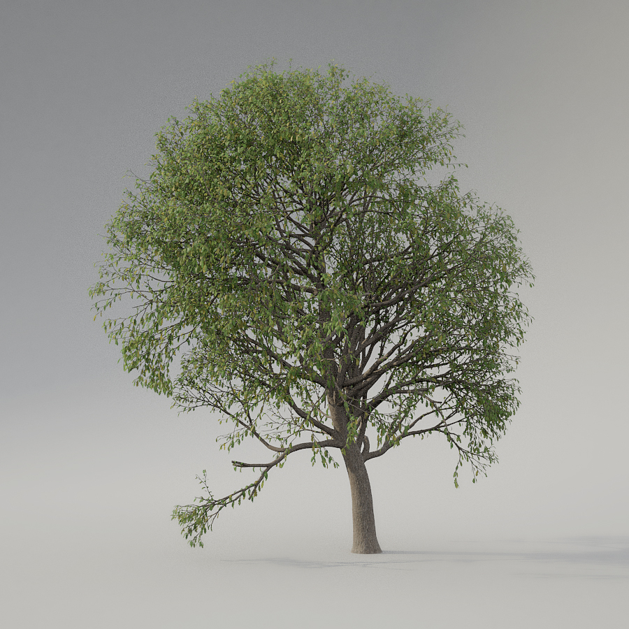 Oak tree animation 3D model | 1148366 | TurboSquid