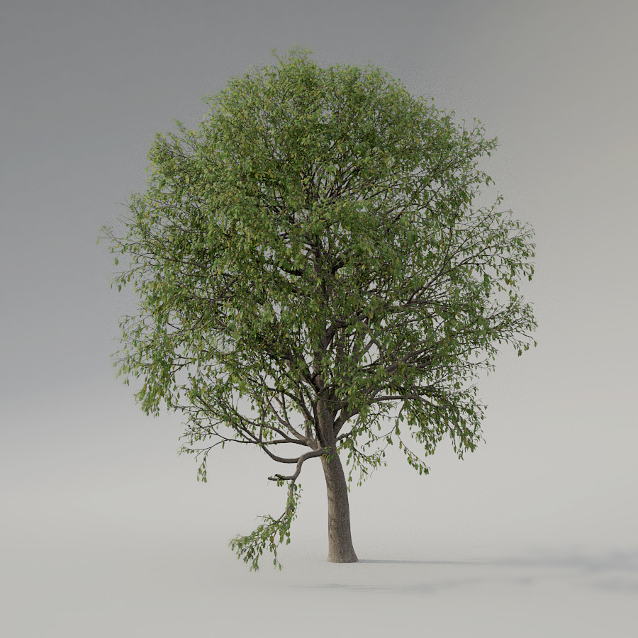 Oak tree animation 3D model | 1148366 | TurboSquid