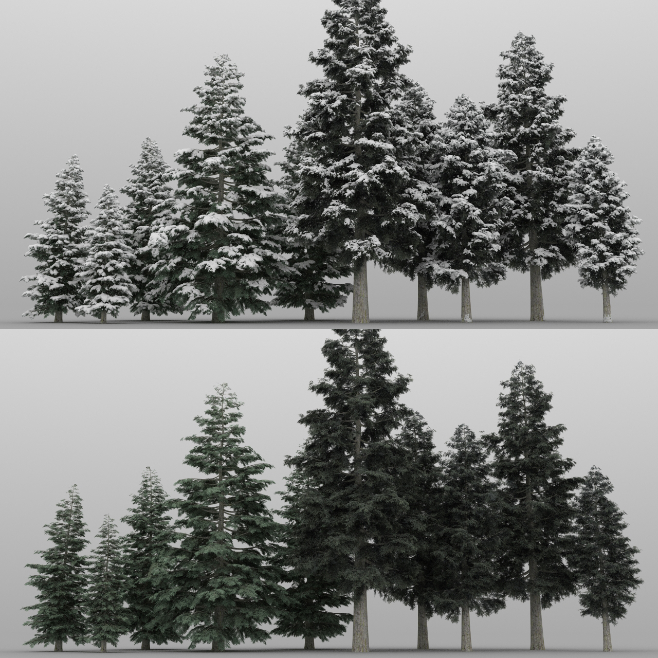 10 cedar trees 3D model | 1148454 | TurboSquid