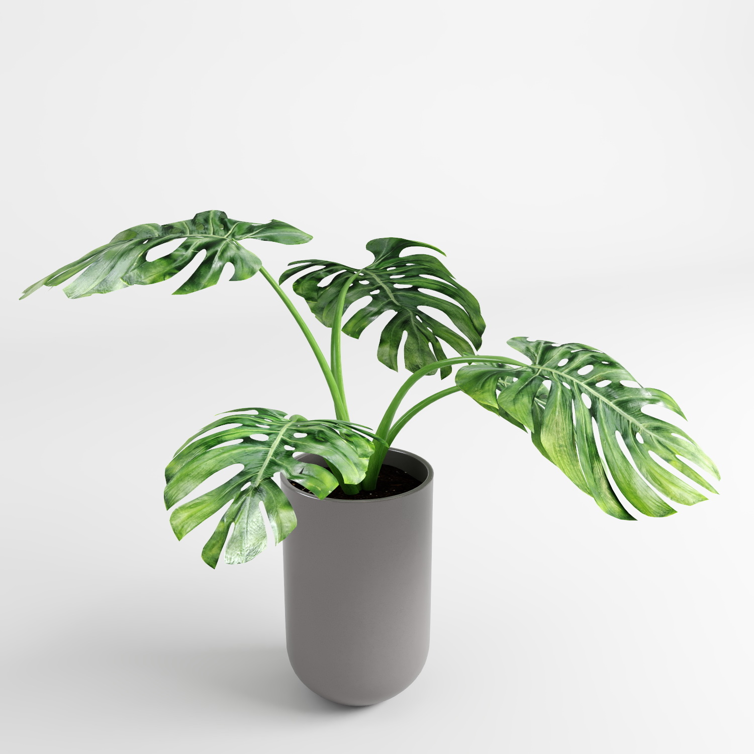Monstera plants 3D model | 1148546 | TurboSquid