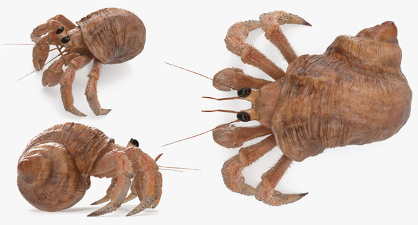 Hermit crab fur 3D model | 1148689 | TurboSquid