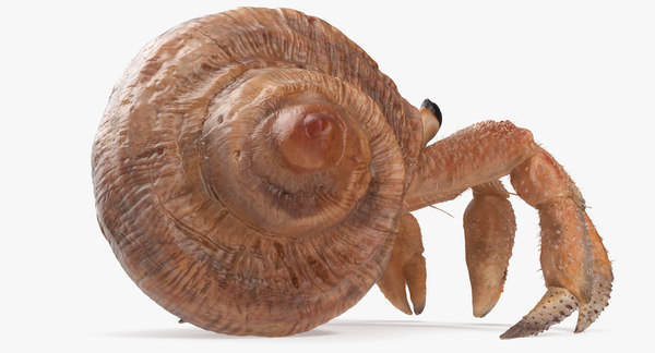Hermit crab fur 3D model | 1148689 | TurboSquid