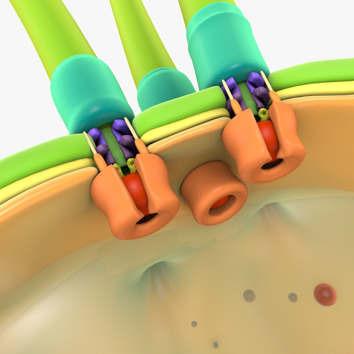 Prokaryotic cell ribosomes model | 1149003 | TurboSquid