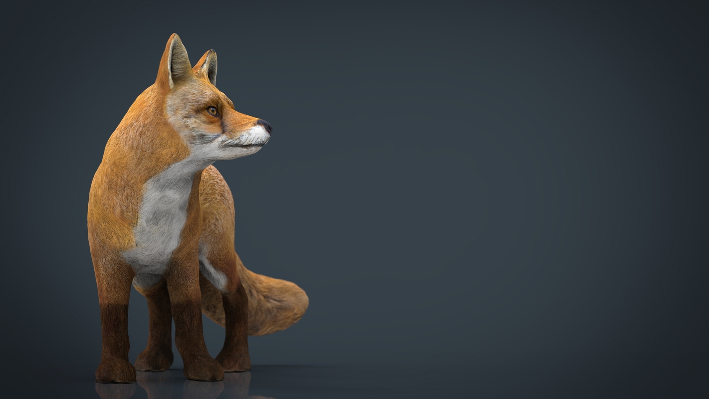 3D hd fox - TurboSquid 1149107