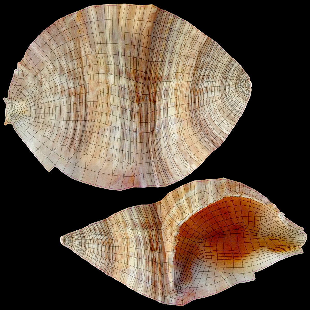 3D sea shell - TurboSquid 1149252