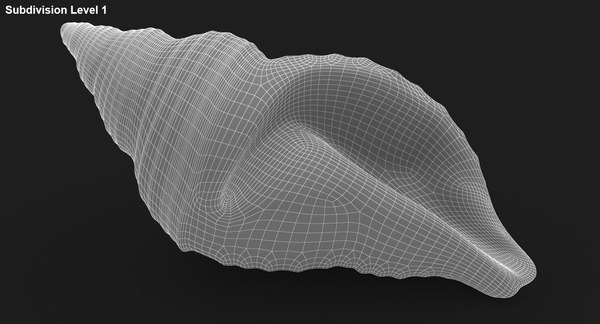 3D sea shell - TurboSquid 1149252