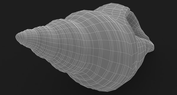 3D sea shell - TurboSquid 1149252