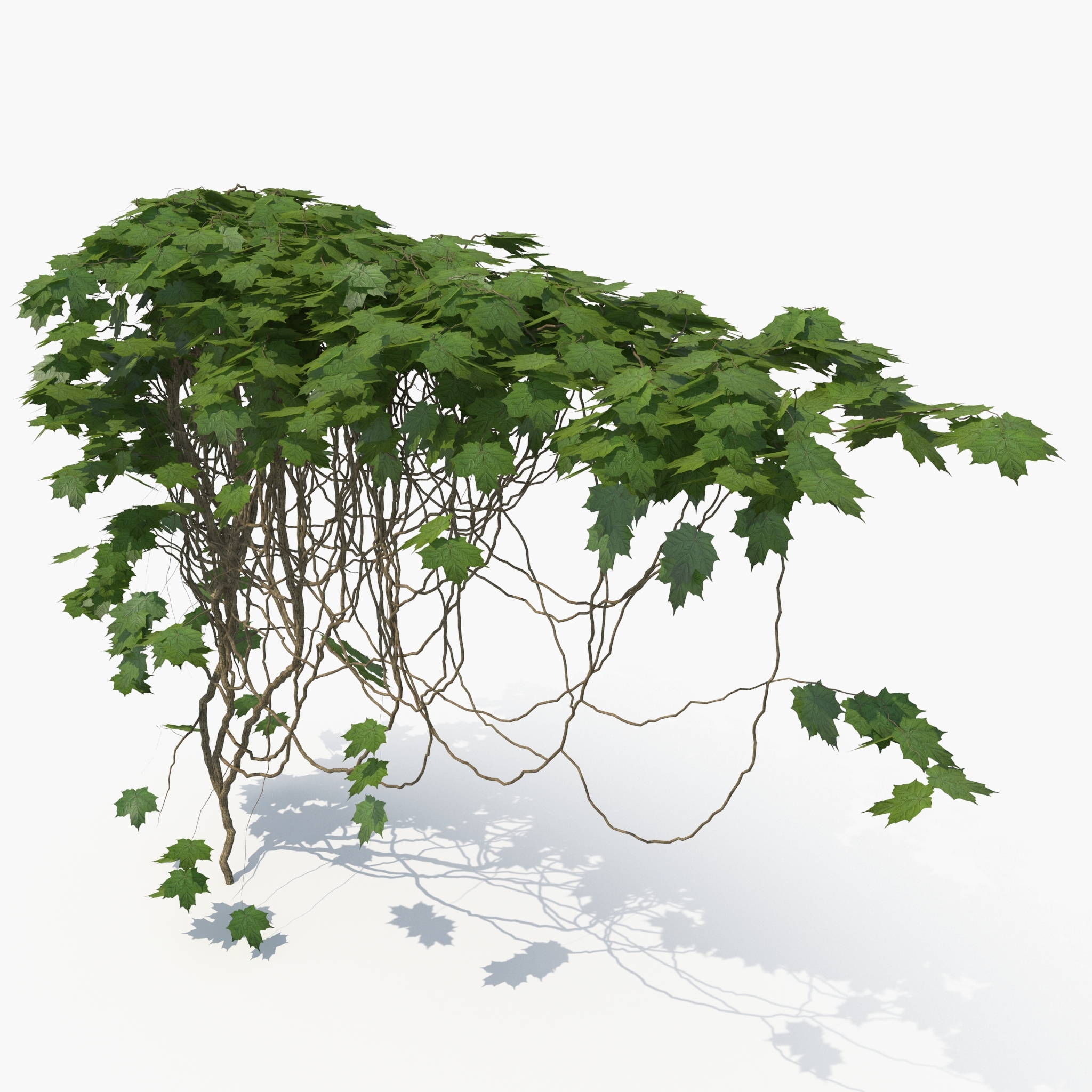 3D realistic ivy - TurboSquid 1149315