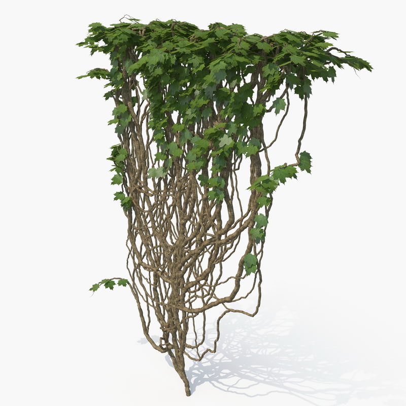 Vine 3D Models for Download | TurboSquid