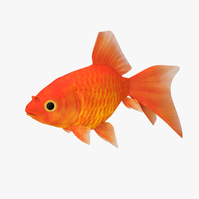 3D gold fish v2 model - TurboSquid 1149879