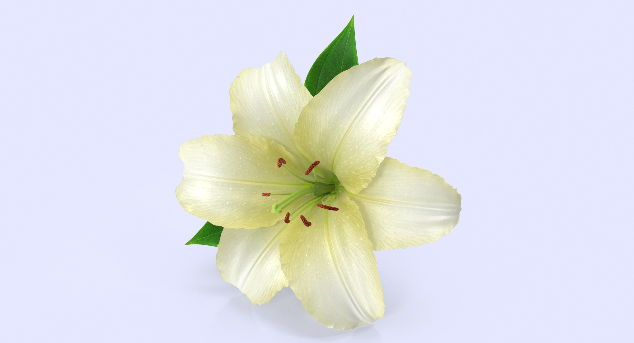 Lily modeled petal model - TurboSquid 1150205