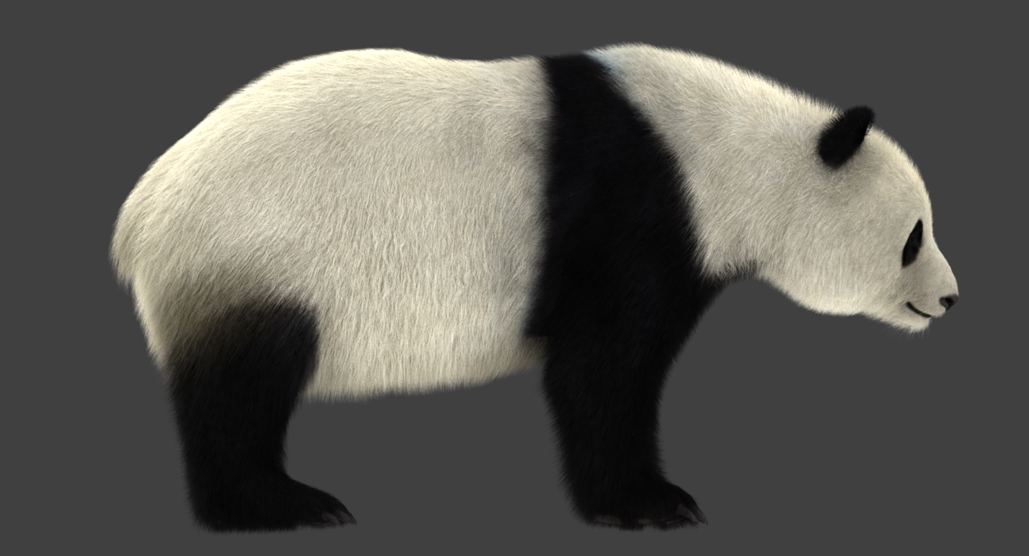 Giant panda animation bear fur 3D - TurboSquid 1150224