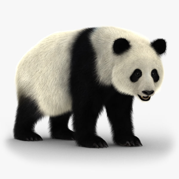 3D Panda Models | TurboSquid
