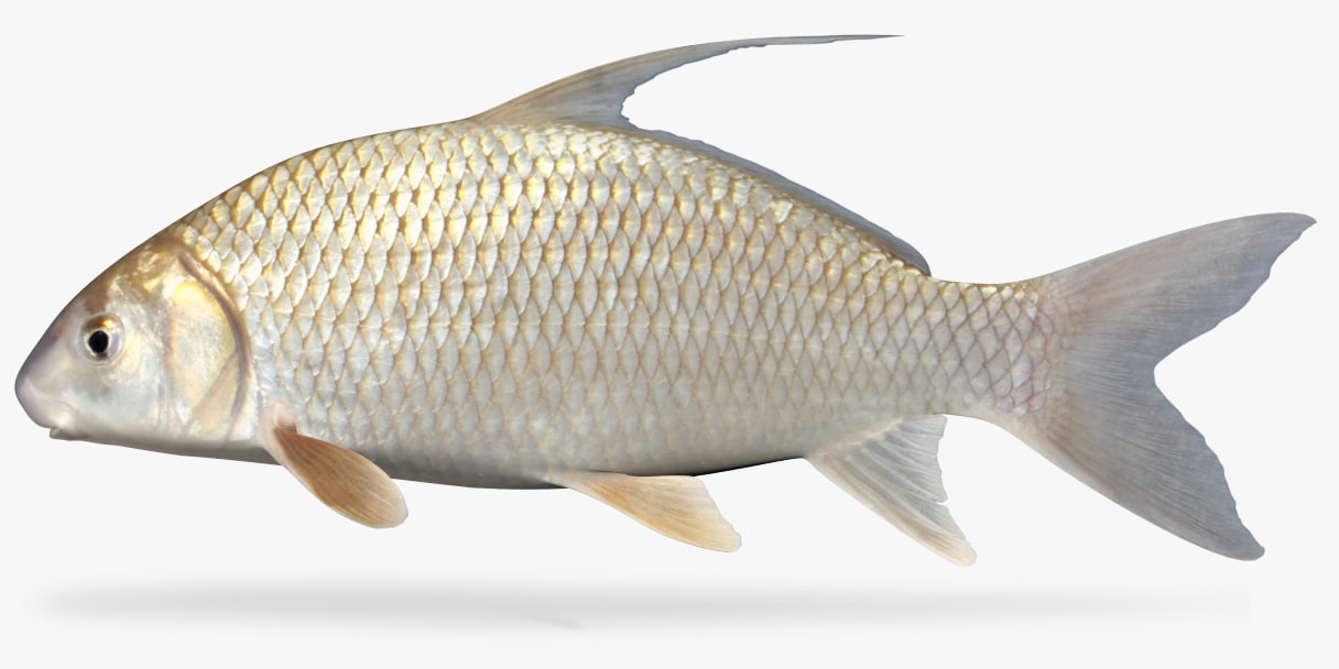 Carpiodes cyprinus quillback 3D model - TurboSquid 1150385