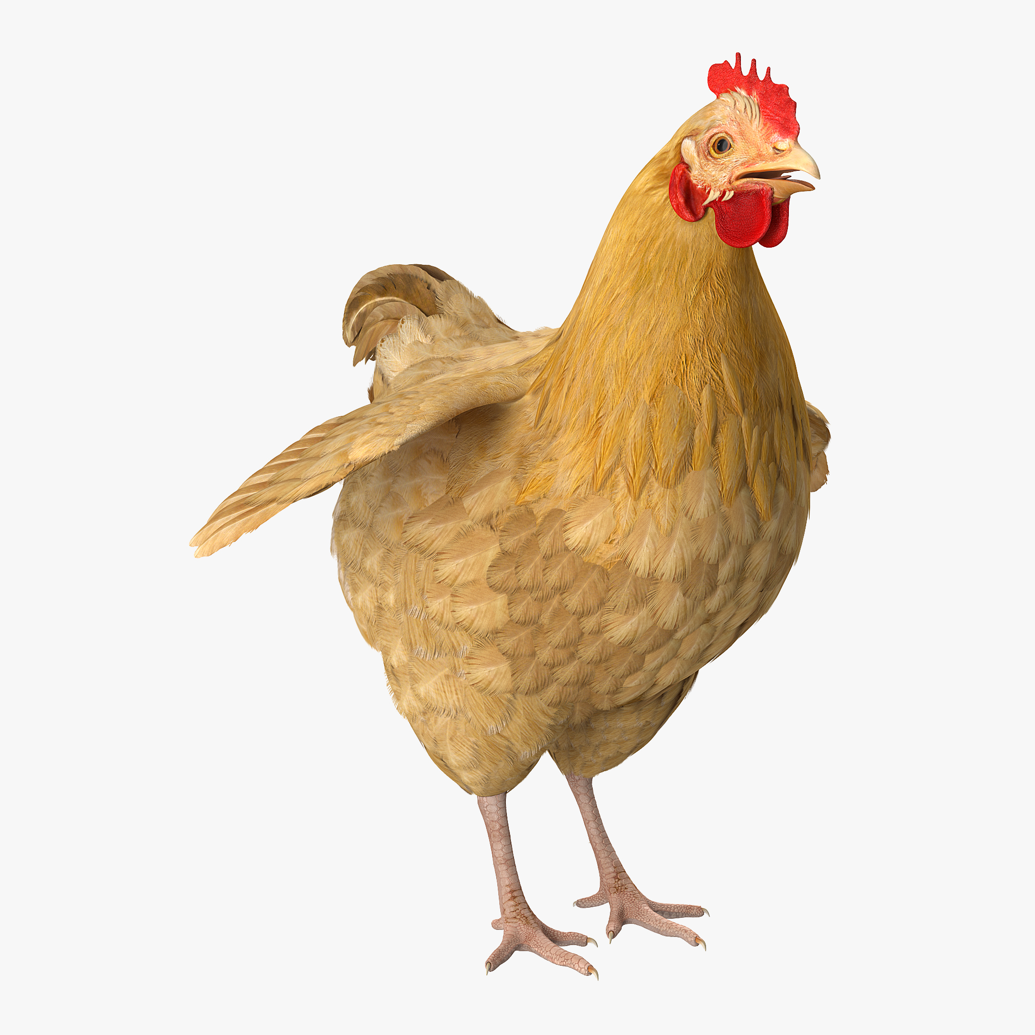 Chicken realistic 3D model - TurboSquid 1150605
