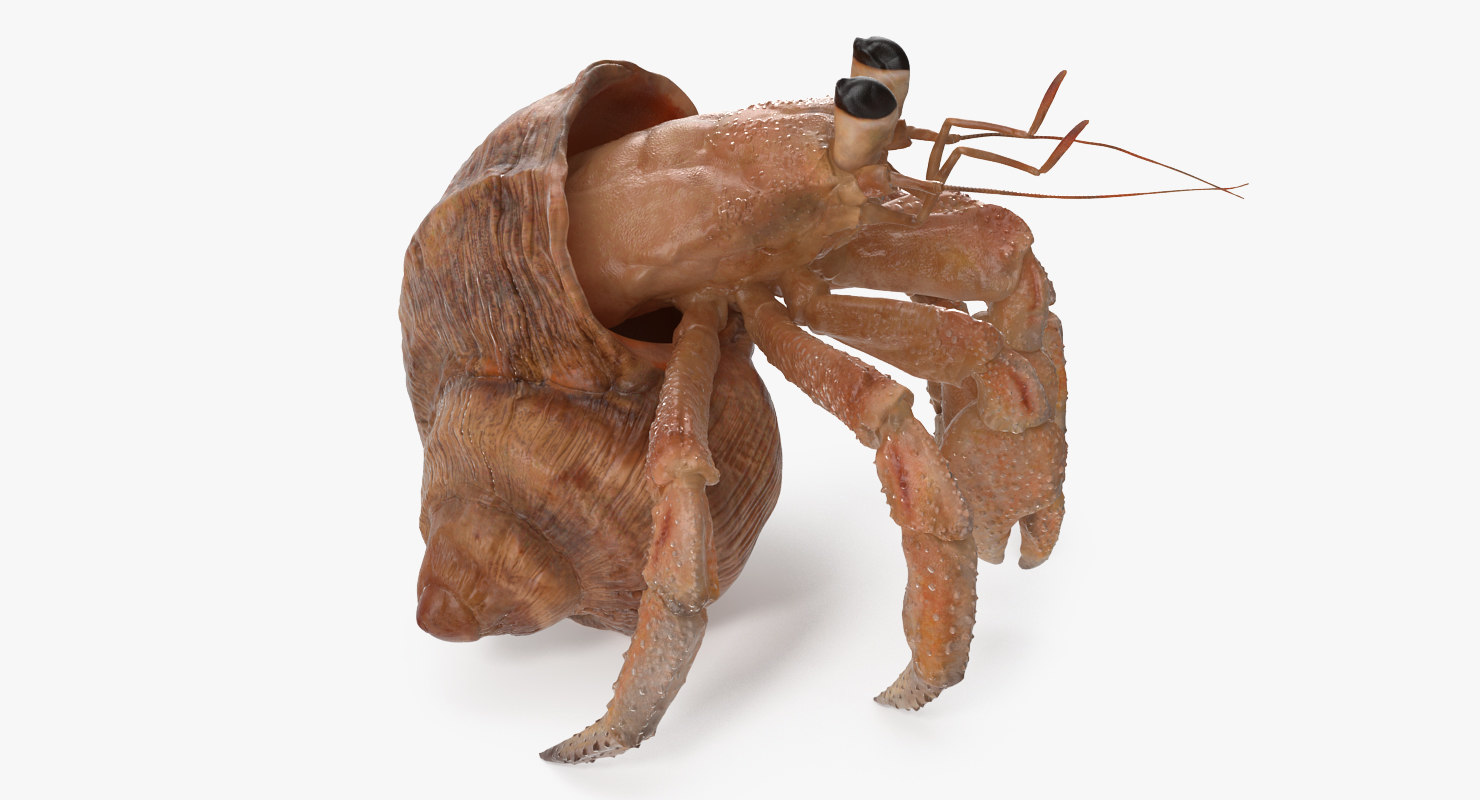 Hermit crab standing pose 3D - TurboSquid 1150654