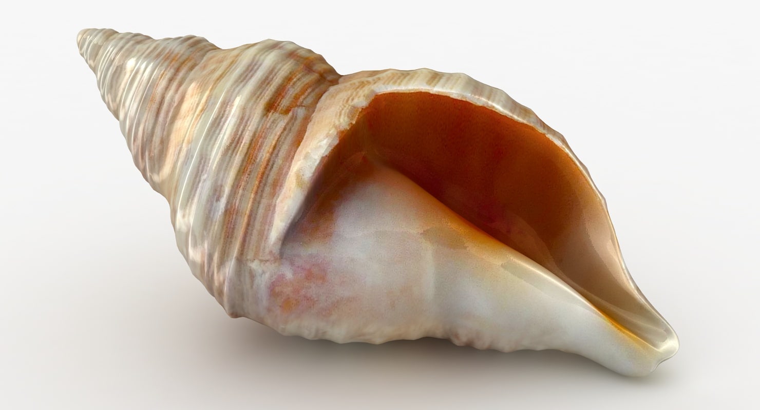 Realistic sea shell set 3D model - TurboSquid 1150992