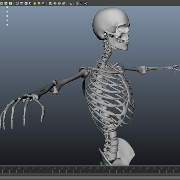 Skeleton Rig Maya Modelo 3D - TurboSquid 1151226
