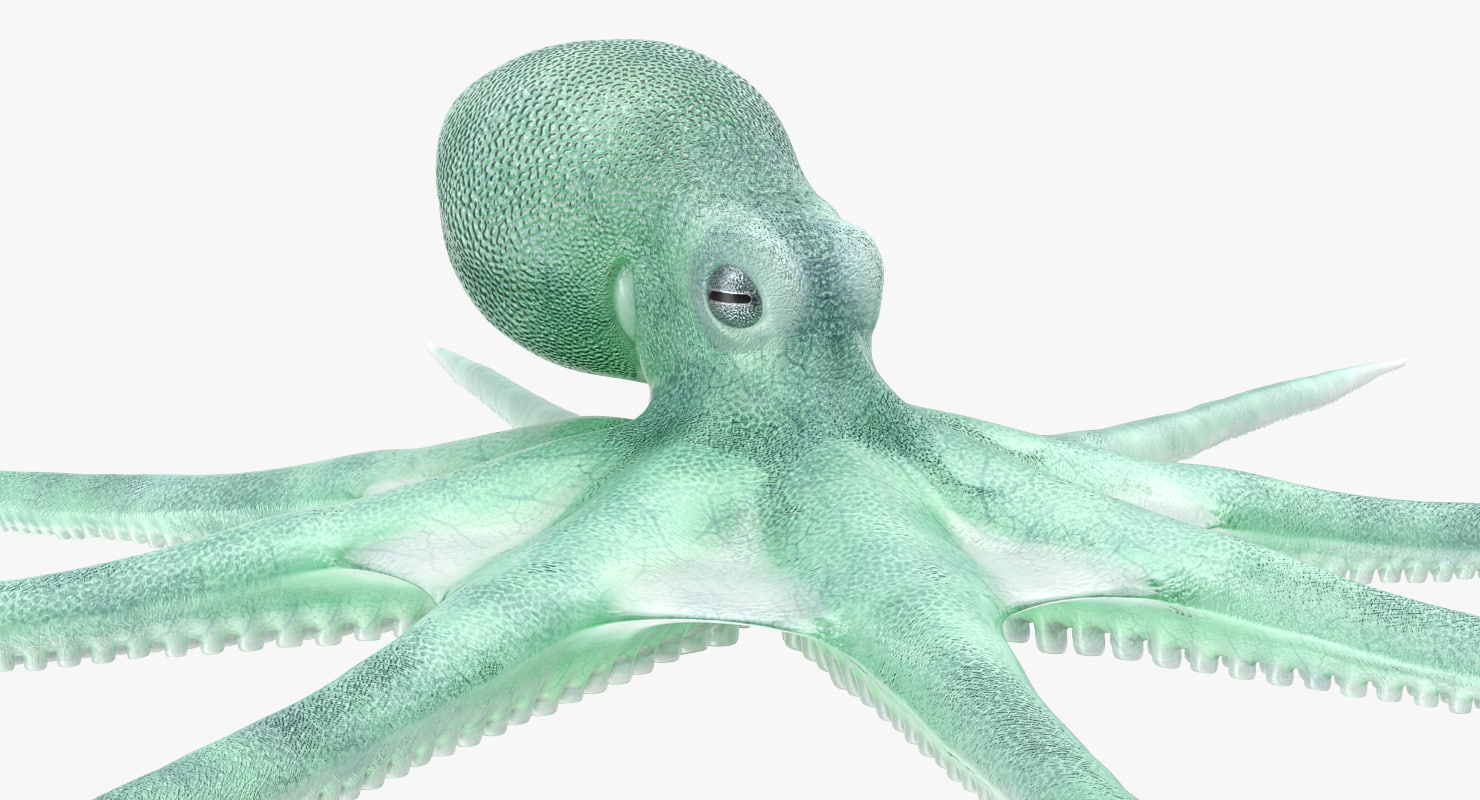 Blue octopus 3D model - TurboSquid 1151679
