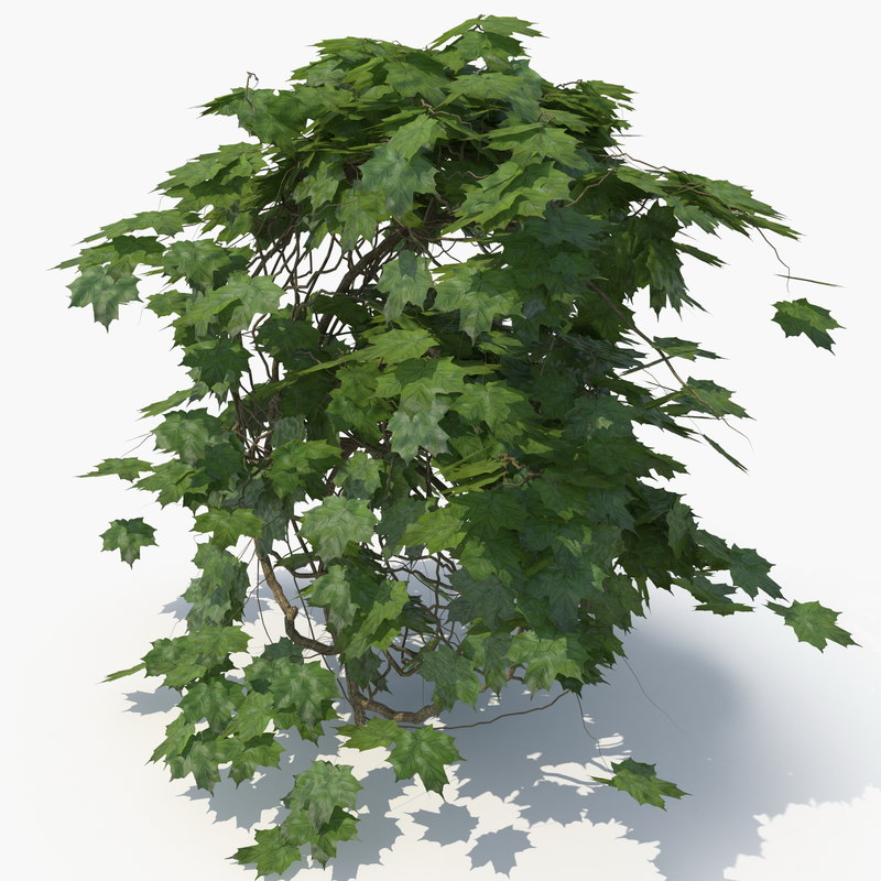 3D realistic ivy plant model - TurboSquid 1151847