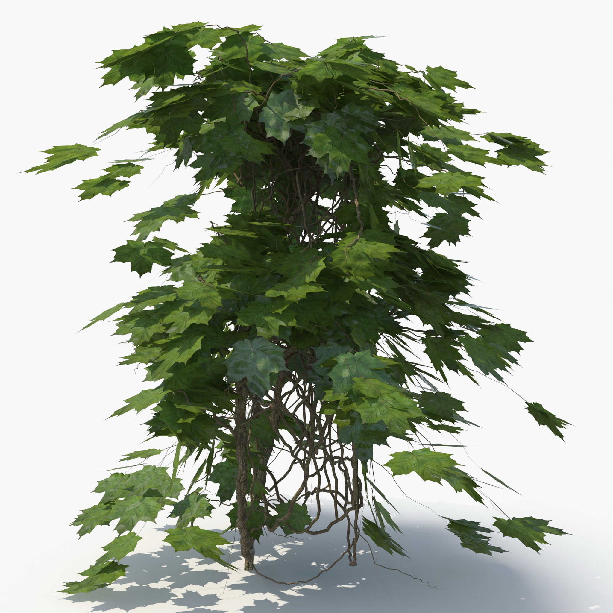 3D realistic ivy plant model - TurboSquid 1151847