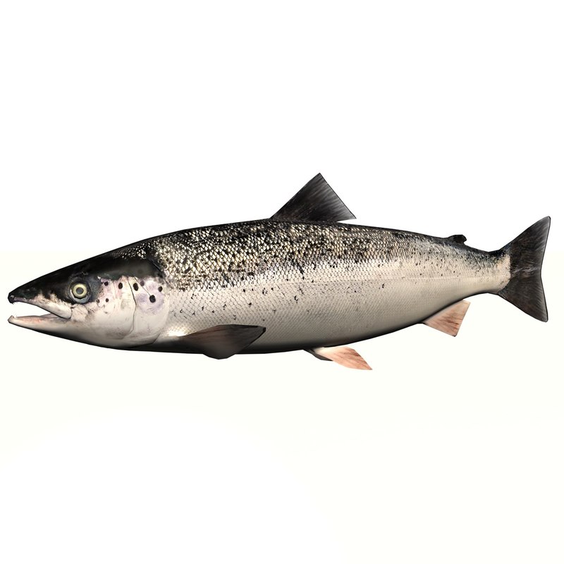 3D realistic atlantic salmon salmo model - TurboSquid 1151887
