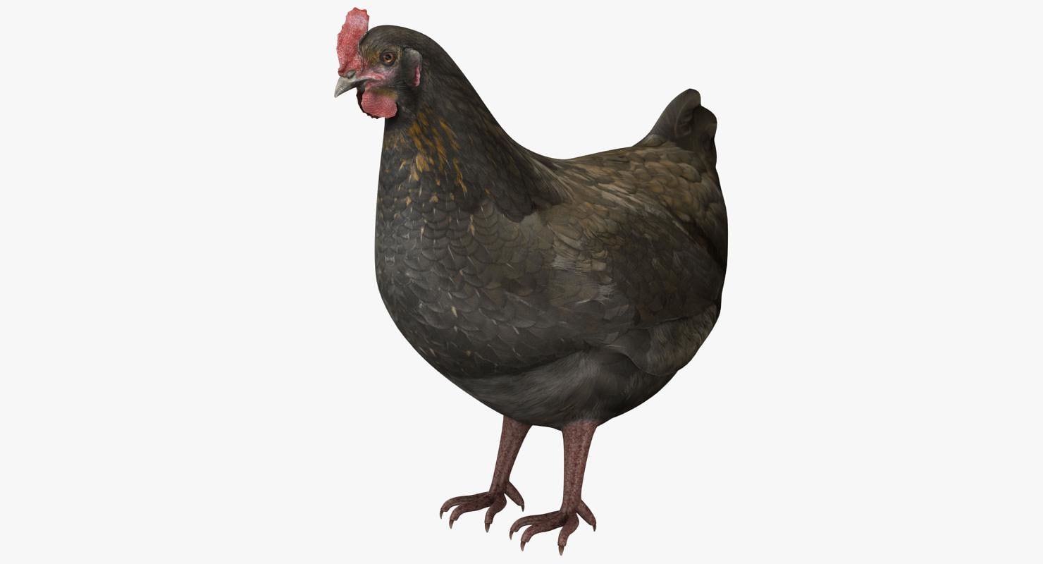 3D model realistic hen brown - TurboSquid 1151964