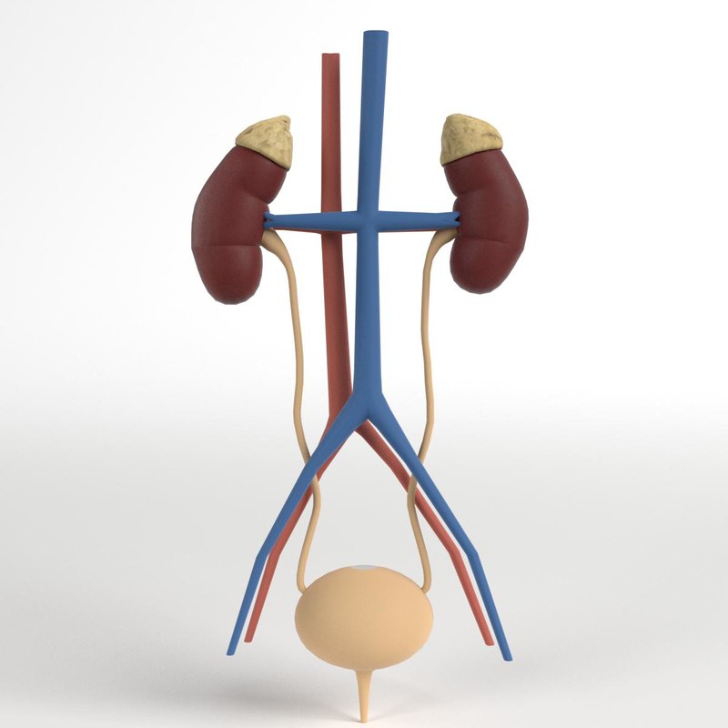 Human kidney urinary anatomy 3D - TurboSquid 1152007