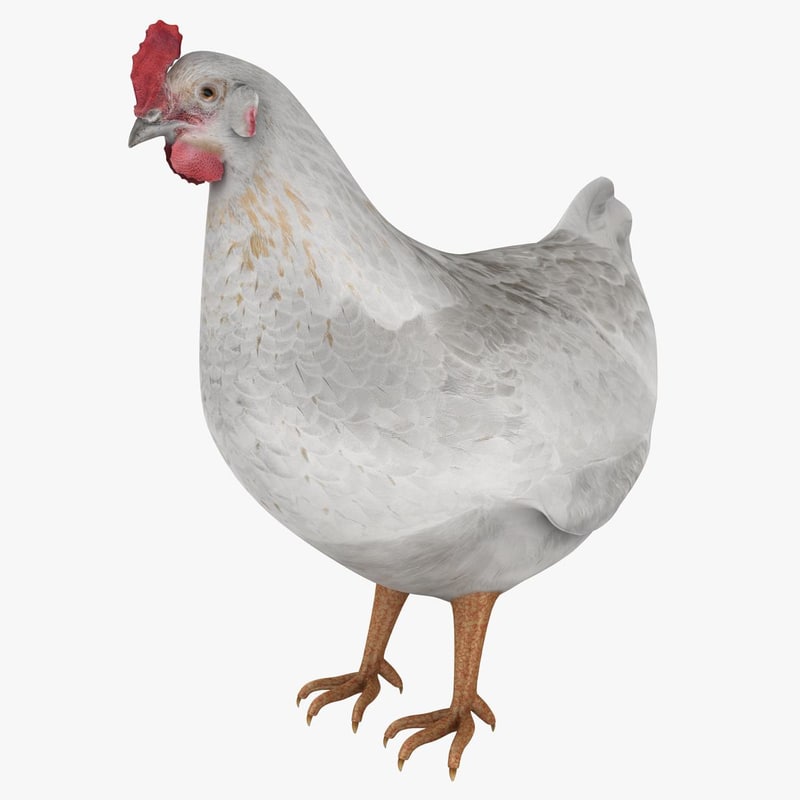 Realistic hen white 3D - TurboSquid 1152020
