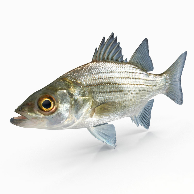 White bass 3D model - TurboSquid 1153020