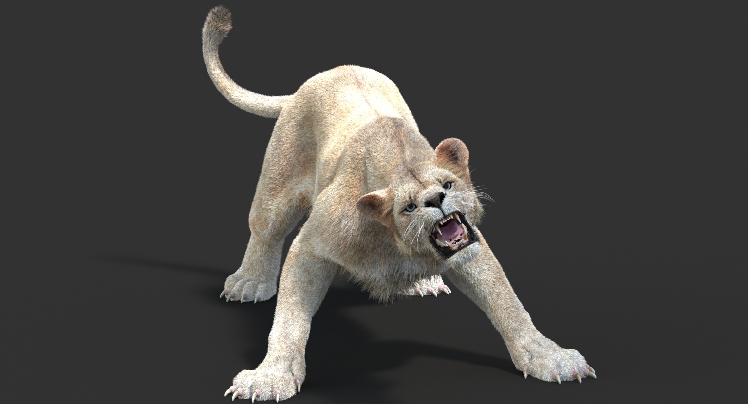 3D lioness 2 fur colors model - TurboSquid 1153348