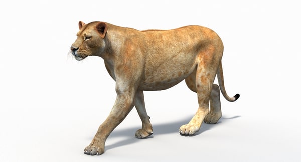 3D lioness 2 fur colors model - TurboSquid 1153348