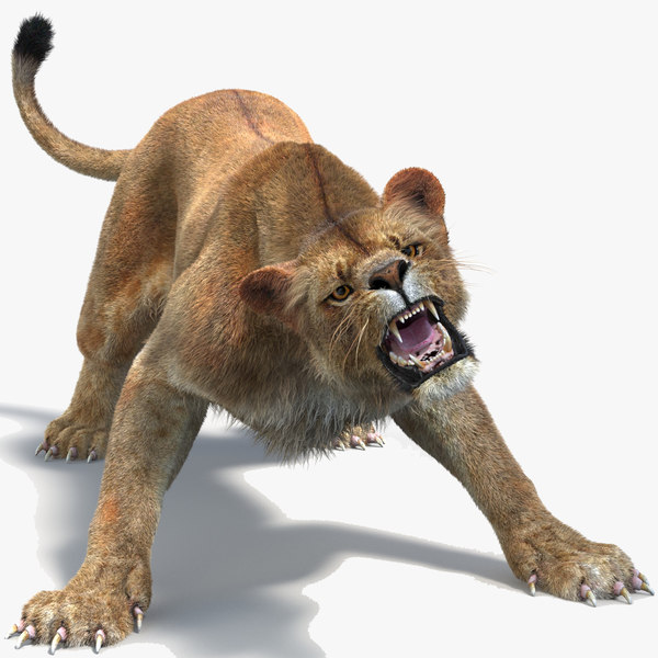 3D lioness 2 fur colors model - TurboSquid 1153348