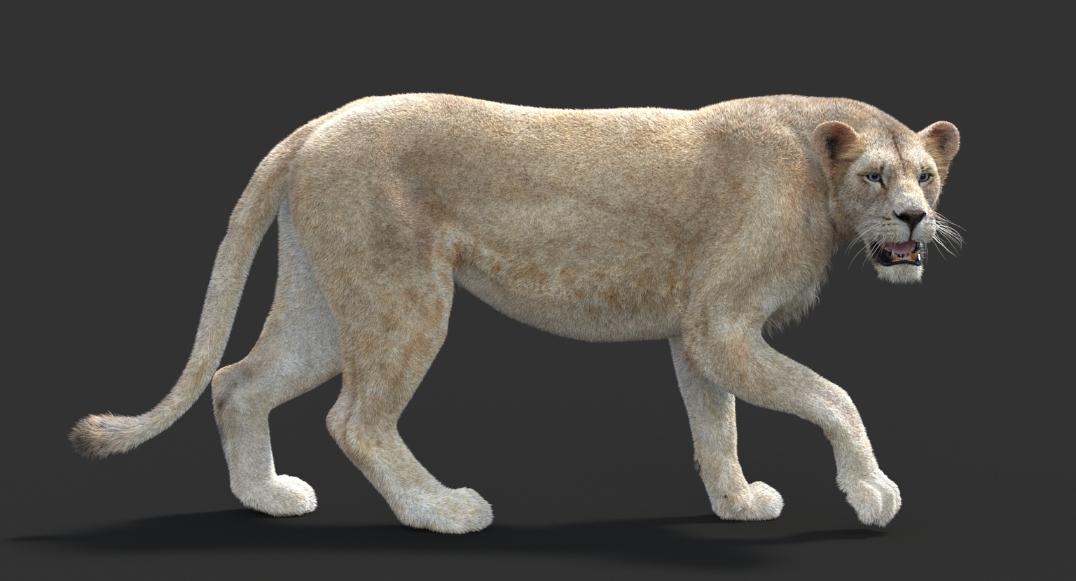 3D lioness 2 fur colors model - TurboSquid 1153348