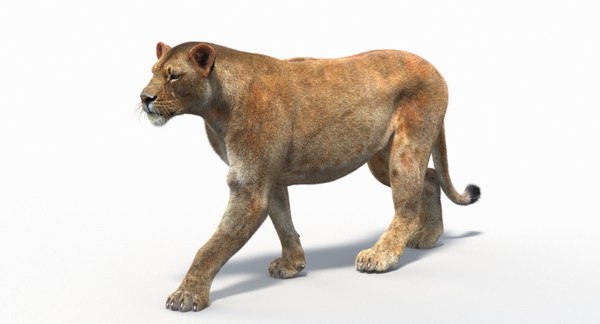 3D lioness 2 fur colors model - TurboSquid 1153348