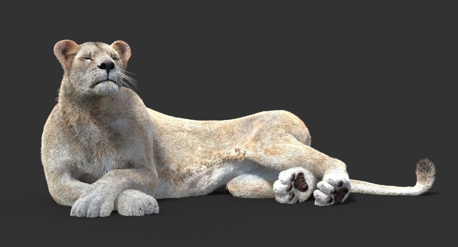 3D lioness 2 fur colors model - TurboSquid 1153348