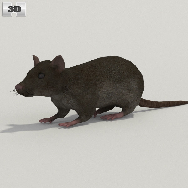 Rato Comum Modelo 3D - TurboSquid 1153430