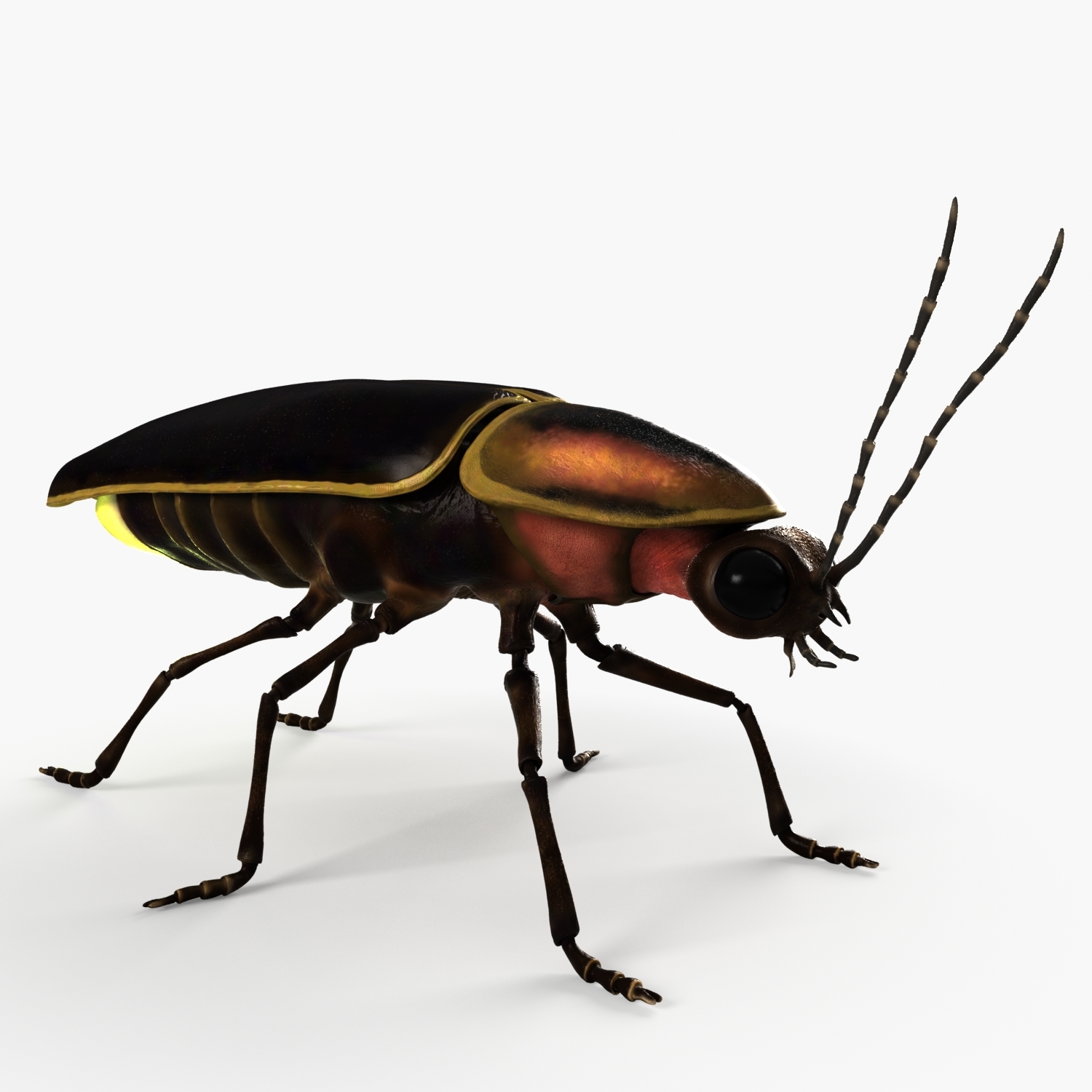 Robaczek świętojański Model 3D - TurboSquid 1153658