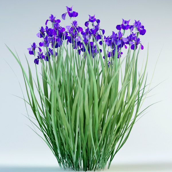 3D iris sibirica model - TurboSquid 1153797