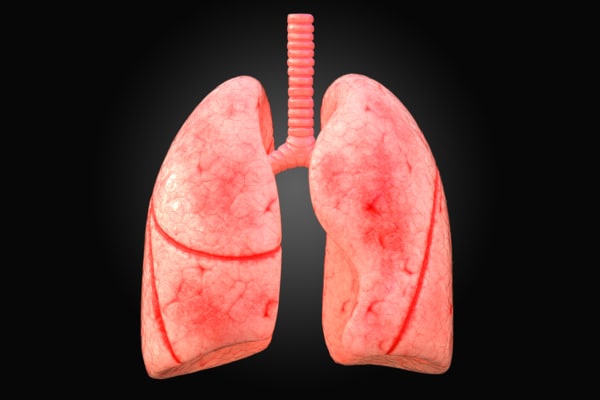 Lungs 3D Models for Download | TurboSquid