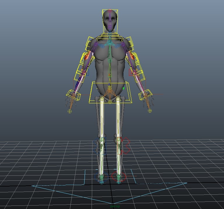 Anatomy torso 3D model - TurboSquid 1154389